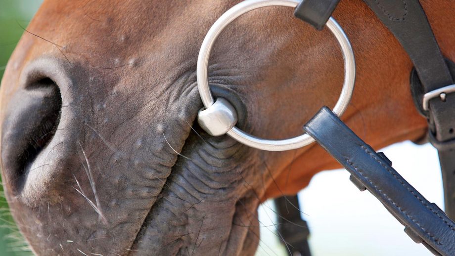 Remarkable Technology: How Does a Horse Bit Work? Terrific Facts – Petzooli